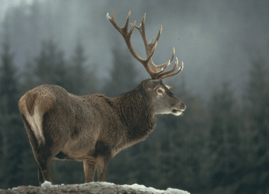 Röhrende Hirsche im Nationalpark | Schweiz Tourismus